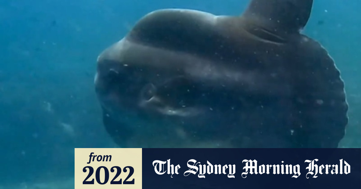 Video: Rare sunfish filmed by diver in Sydney